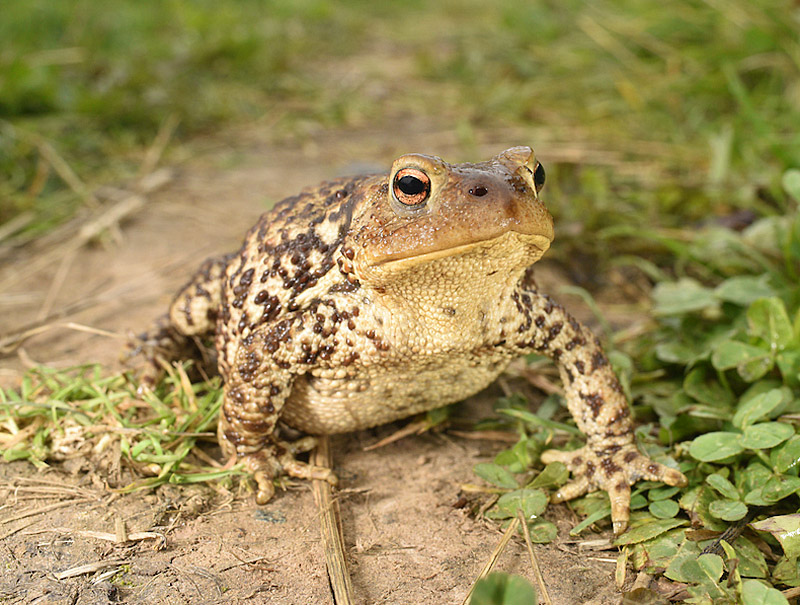 Toad Rage 4 – The Curious Case of Natural England by Paul Sterry
