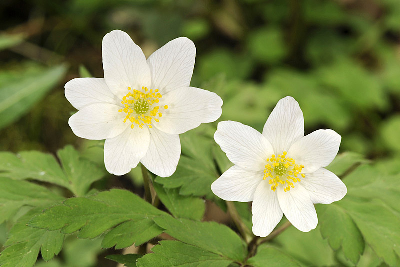 Ramridge Raiders 1 by Paul Sterry and Rob Read