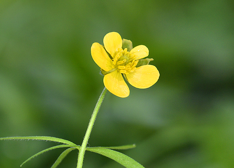 Ramridge Raiders 1 by Paul Sterry and Rob Read