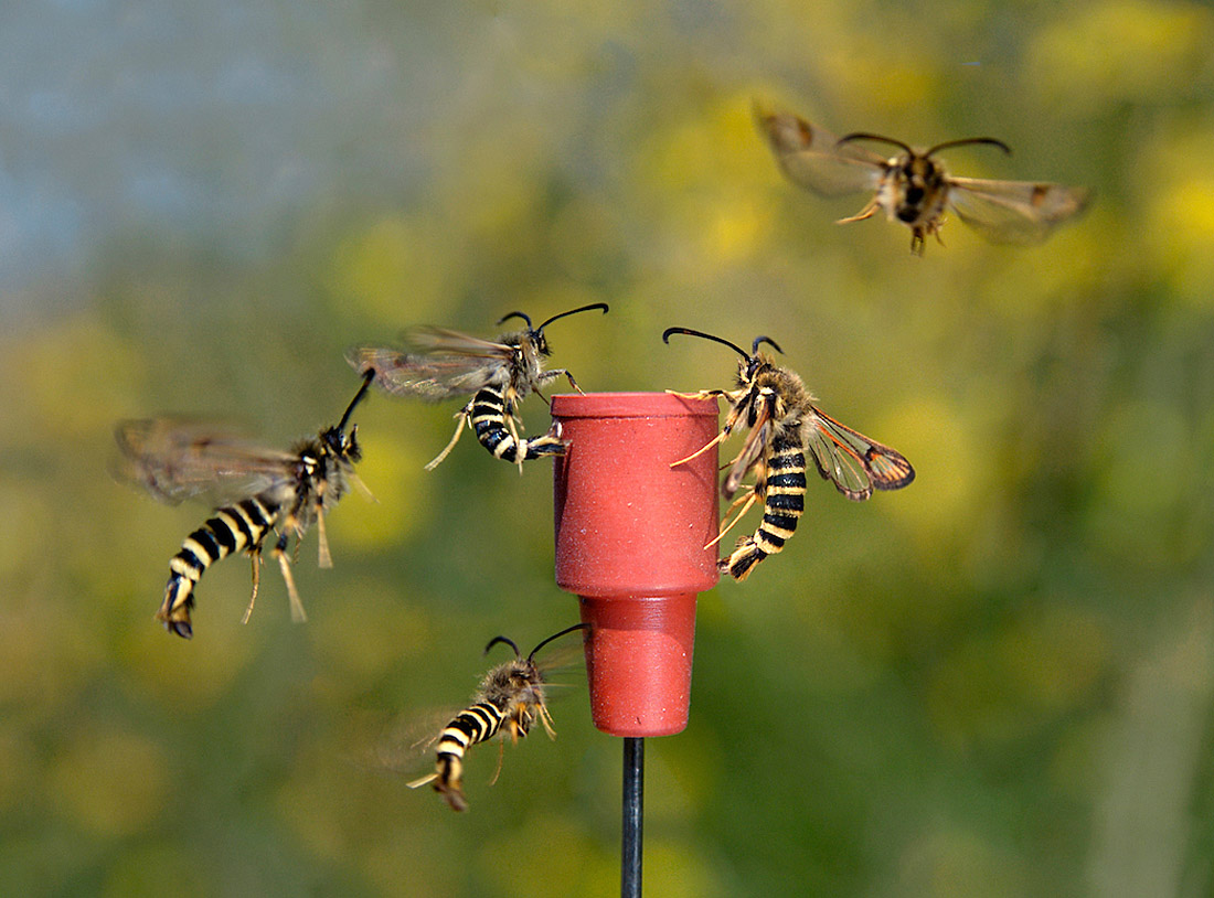 Clearwings by Paul Sterry