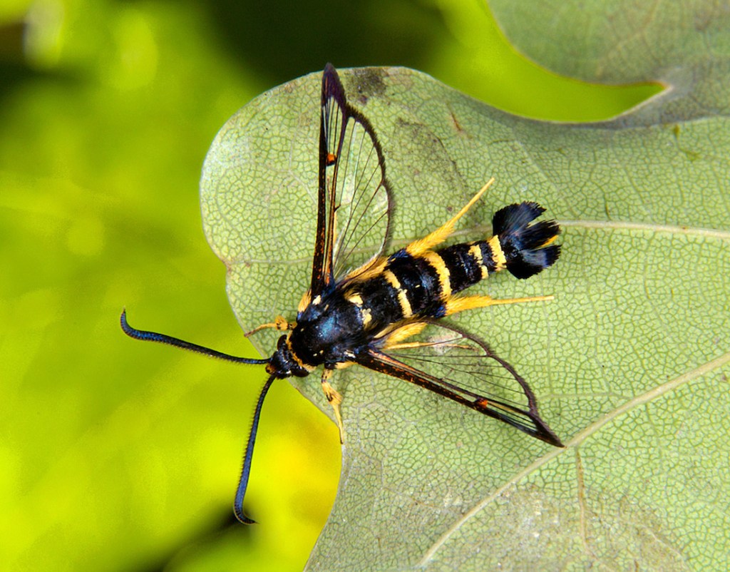 Clearwings by Paul Sterry