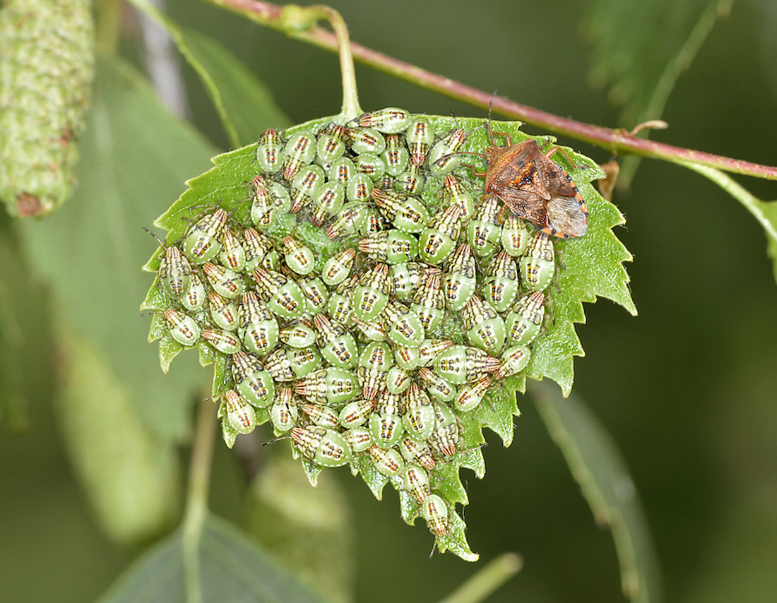 Love and Affection, Insect style by Paul Sterry