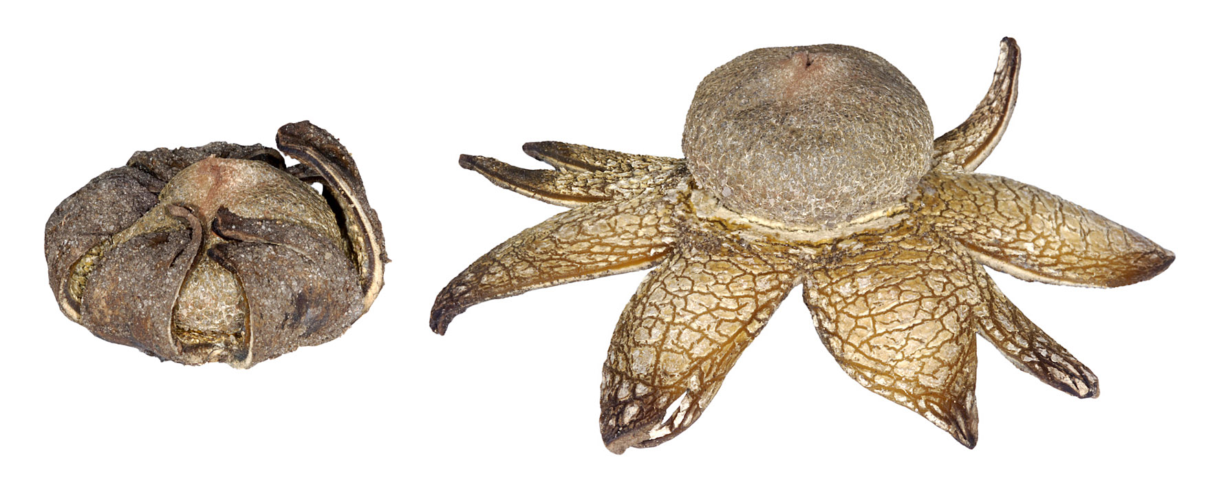 Unearthly Earthstars by Paul Sterry