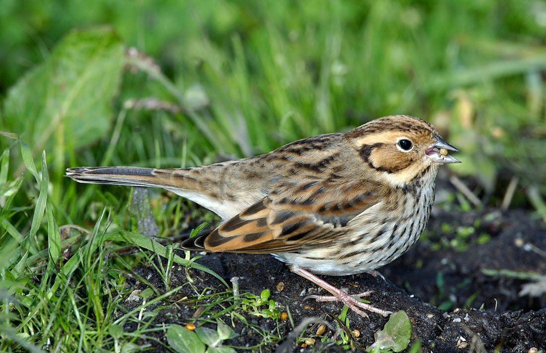 The Great Sparrow Campaign by Andrew Cameron, BPOTY Chair