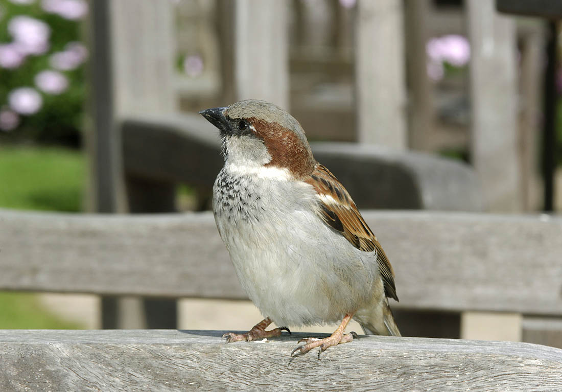 Sparrow Clubs by Paul Sterry