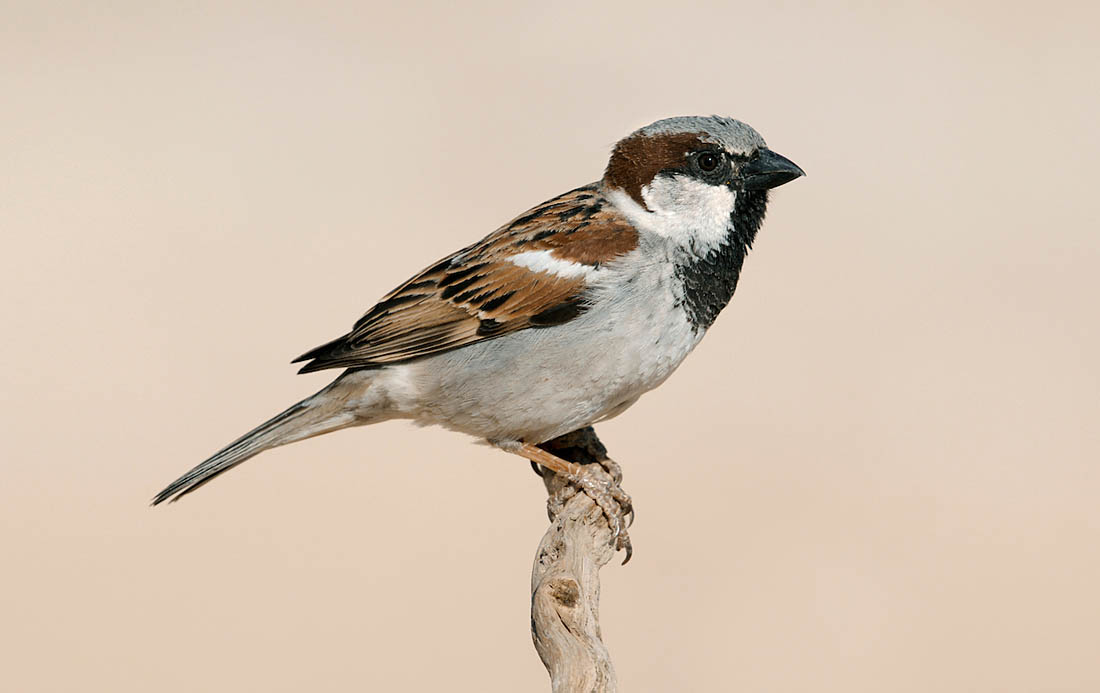 Sparrow Clubs by Paul Sterry