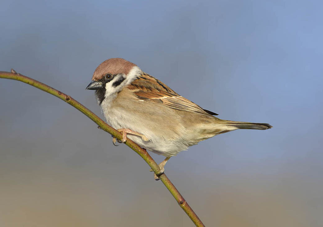 Sparrow Clubs by Paul Sterry