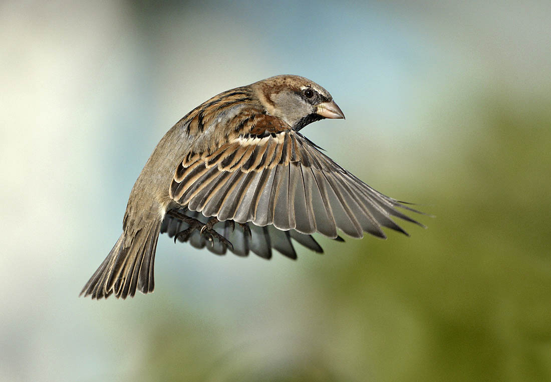 The Great Sparrow Campaign by Andrew Cameron, BPOTY Chair
