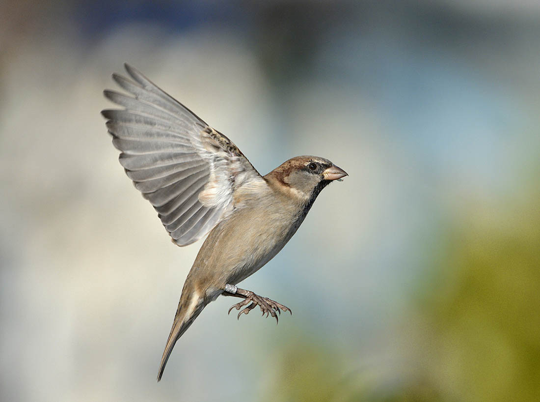 Sparrow Clubs by Paul Sterry