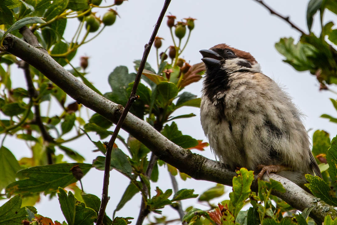 The Great Sparrow Campaign by Andrew Cameron, BPOTY Chair