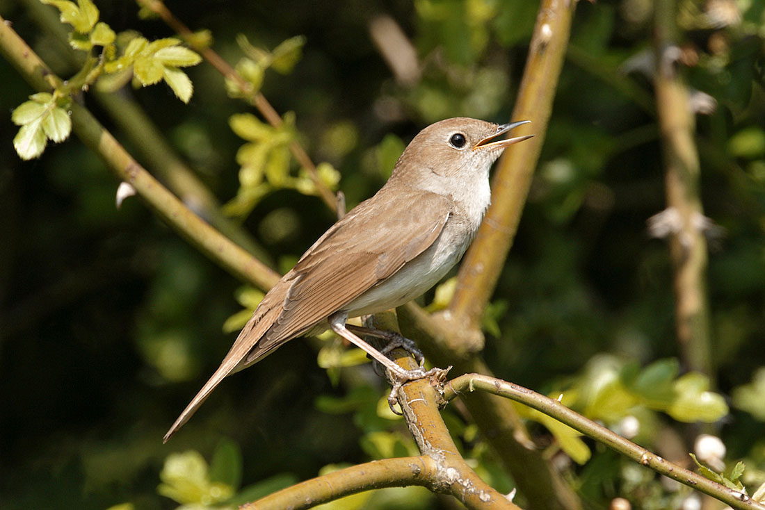 Biodiversity Net Gain: Is a Bird in the Hand Really Worth Two in the ...