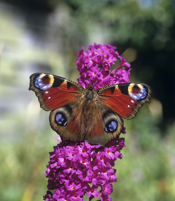 Lockdown Wildlife – Gardening for Butterflies, by Paul Sterry