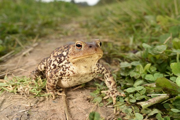Lockdown Wildlife – Gardening for Amphibians and Reptiles, by Paul Sterry