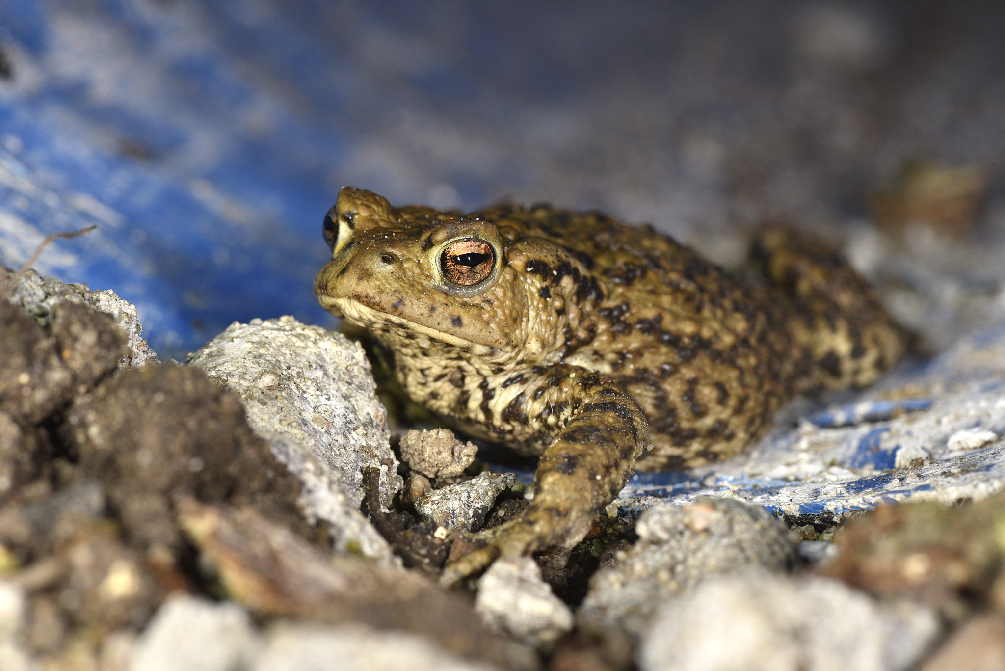 Toad Rage – A Sorry State of Affairs