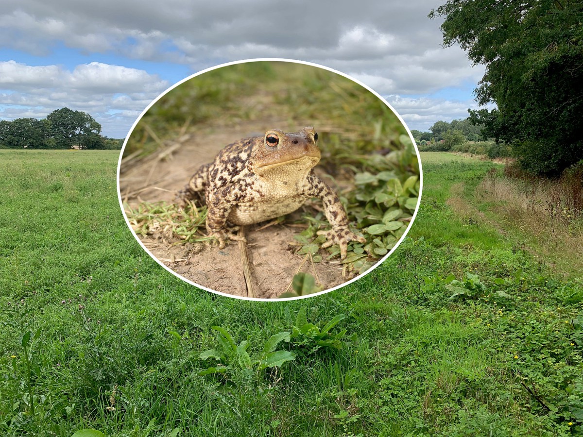 Help ensure the least awful outcome for nature when Upper Cufaude Farm ...