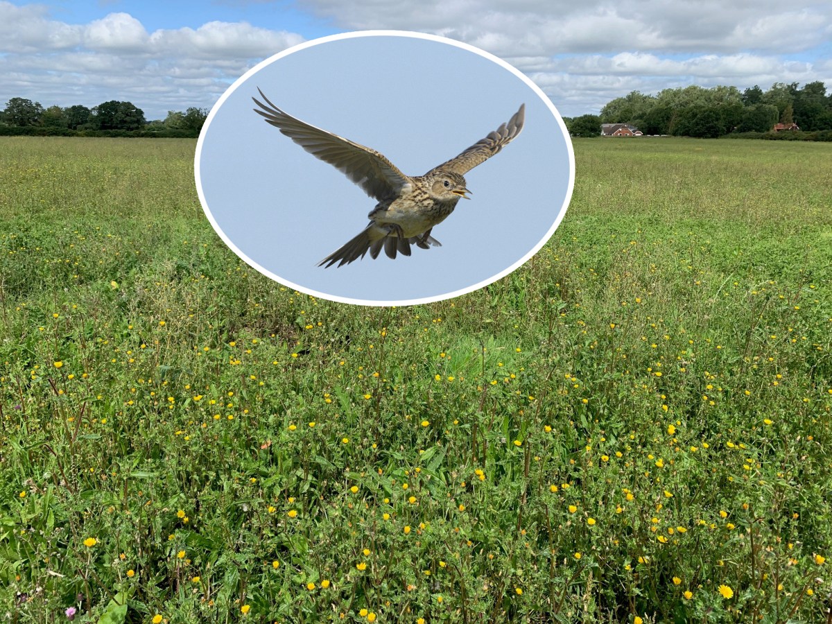 Upper Cufaude Farm – another example of housing-driven death of the ...